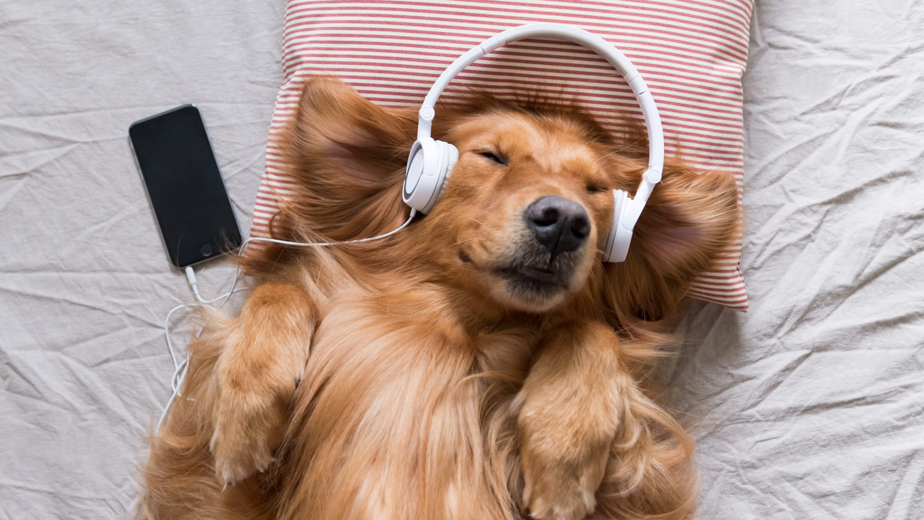 Il battito animale - Informatore