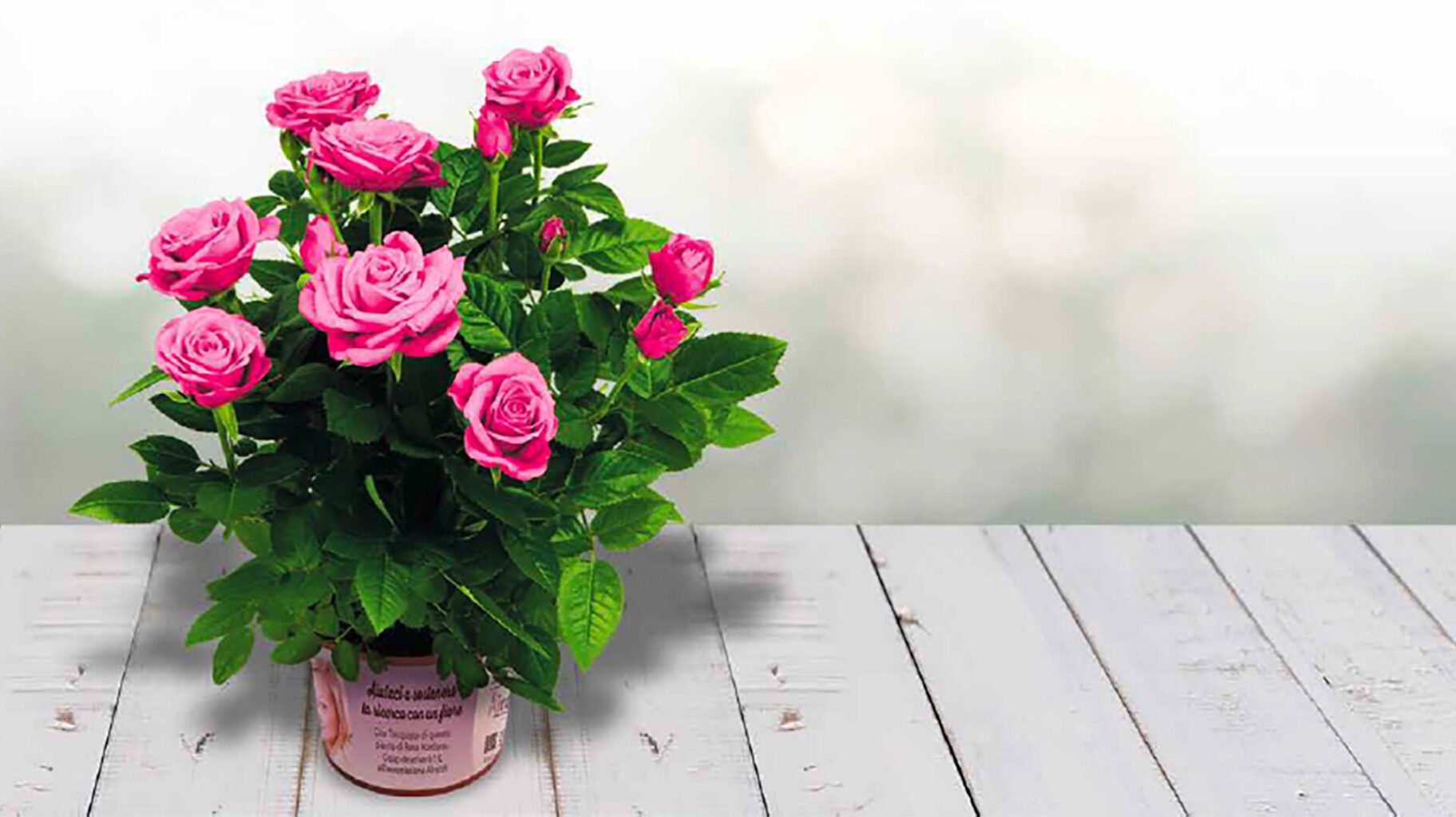 Una rosa per la ricerca - Informatore