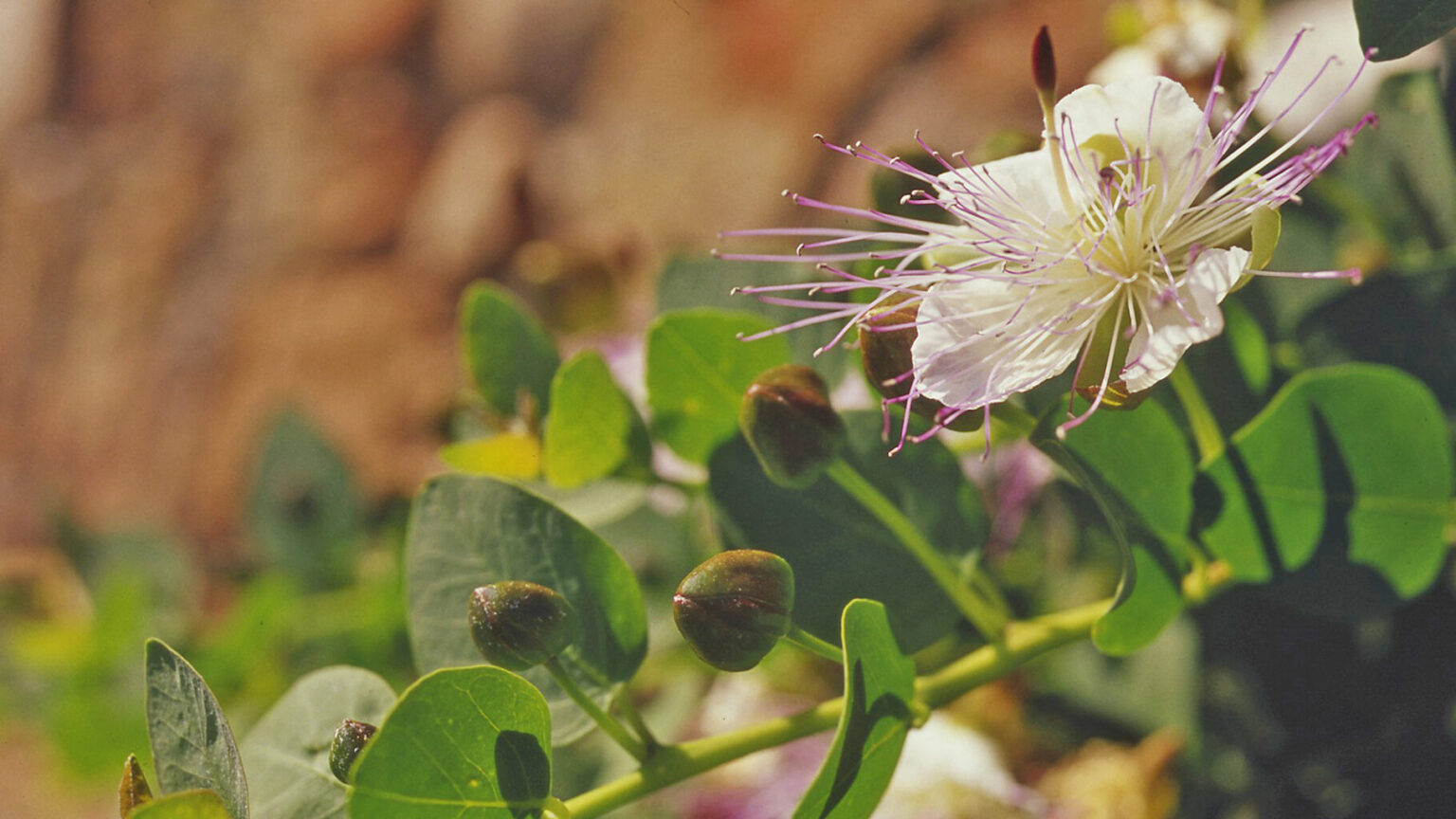 La pianta del cappero | Informatorecoopfi.it